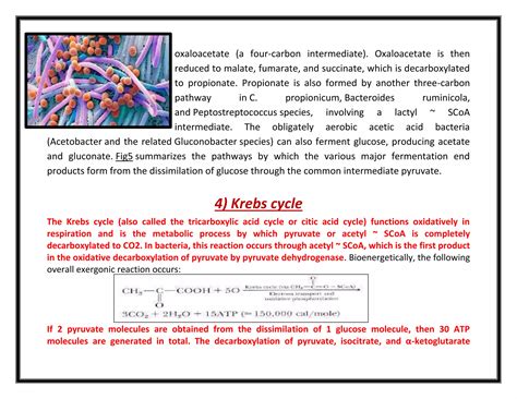 Carbohydrate Metabolism In Bacteriapdf