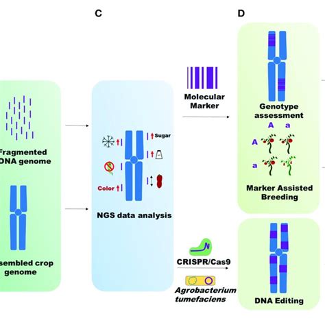 Applications Of Ancient Genome Sequencing A Starting Material For Download Scientific