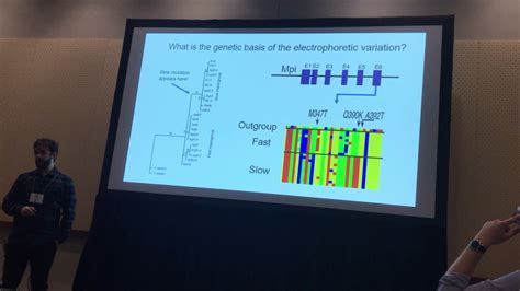 Nunez Ecological Genetics Of A Classic Alloenzyme Polymorphism Mpi In