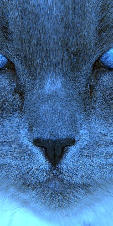 Завантажити шпалери на робочий стіл ПК Кішка Тварина Коти безкоштовно 161298