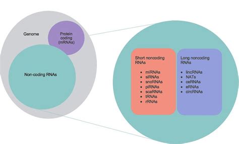 Rna Classification Based On Lenght Download Scientific Diagram
