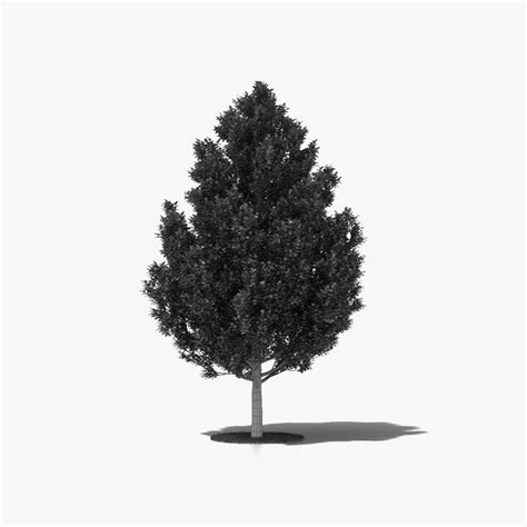 3d American Linden Model Turbosquid 1723508