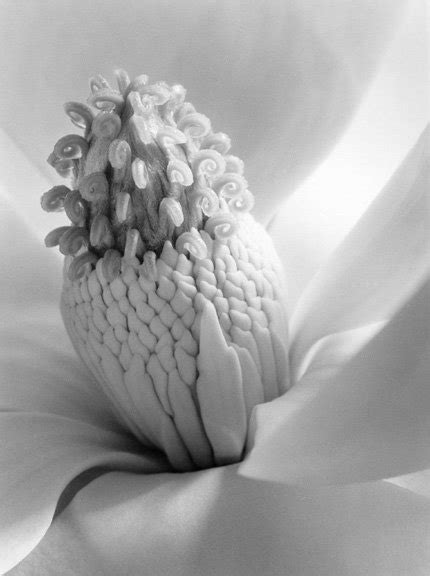Imogen Cunningham Imogen Cunningham Magnolia Blossom Gelatin Silver