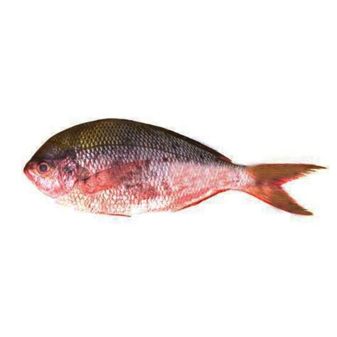 Rainbow Snapper 2 Kg Uk Grocery
