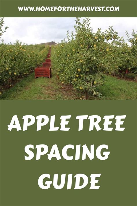 Apple Tree Spacing Guide
