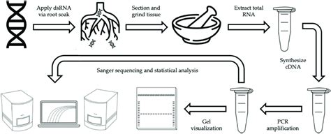 The Experimental Workflow From The Hydroponic Application Of Dsrna