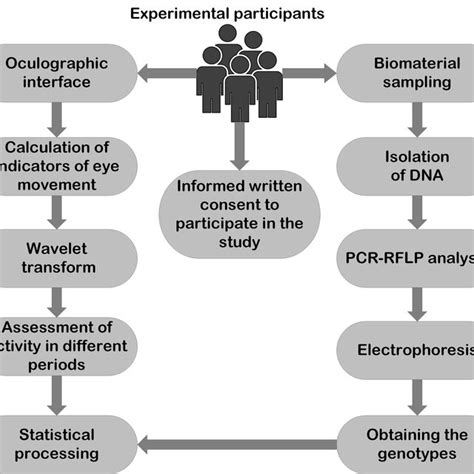 Condition Of Restriction Fragment Length Polymorphism Analysis Download Scientific Diagram
