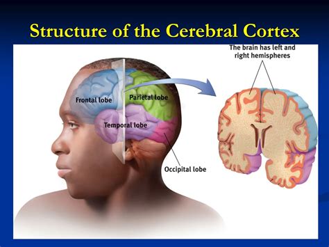 Ppt The Brain Cerebral Cortex Structures And Functions Powerpoint Presentation Id 9228118