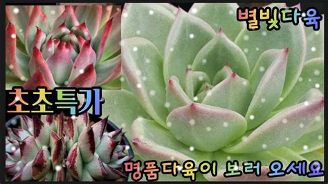 230109다육이별빛다육명품다육쉘미르귀품다육사해파금군생초특가다육연꽃마리아2두환엽쥬피터마리아제브리나하월시아종succulent肉质植物 Youtube