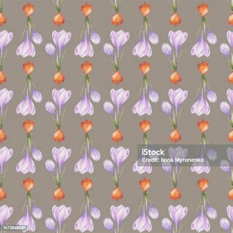 크로커스 패턴 사프란 밭 보라색 크로커스가 있는 매끄러운 패턴 투명한 배경에 매끄러운 패턴 배경 그림입니다 배경 줄 바꿈 0명에 대한 스톡 벡터 아트 및 기타 이미지