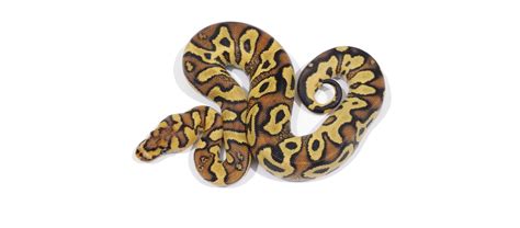 Jual Ball Python Ular Ball Python Harga Ball Python Albino Ball
