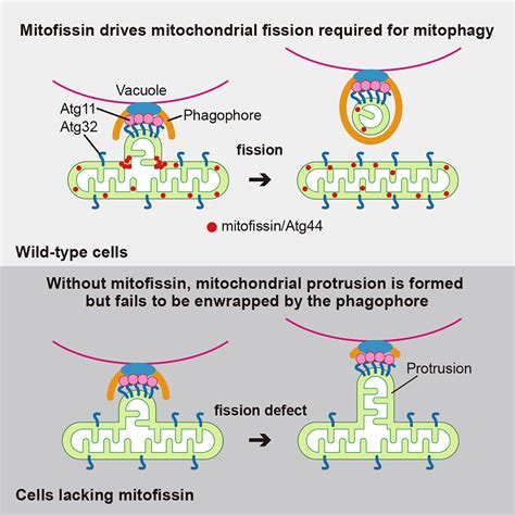 Intermembrane Space Function