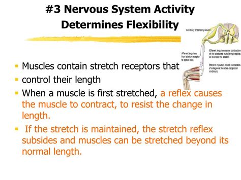 Ppt What Is Flexibility Powerpoint Presentation Free Download Id