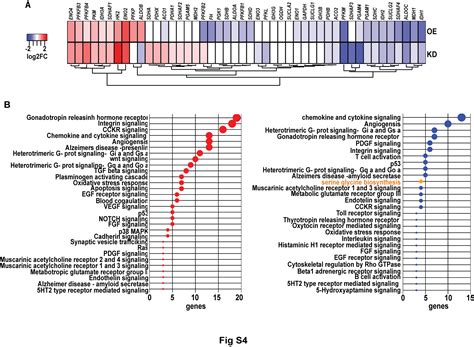 The Mitochondrial Gene Cmpk2 Functions As A Rheostat For Macrophage