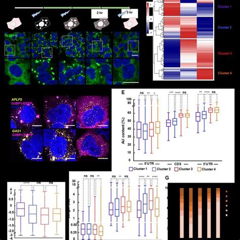 Resolving Kinetics Of RNA Dissociation During SG Disassembly Via Download Scientific Diagram