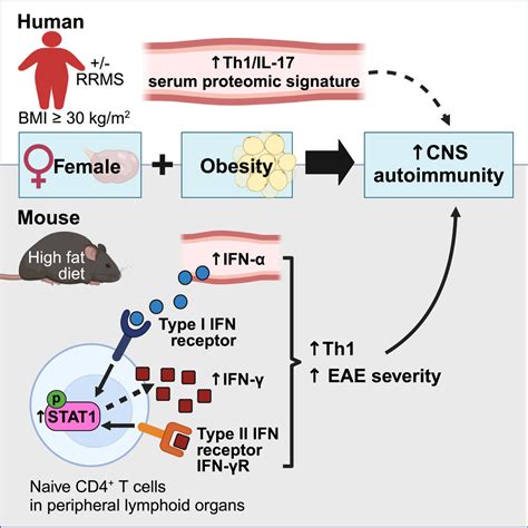Obesity Intensifies Sex Specific Interferon Signaling To Selectively Worsen Central Nervous