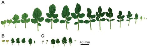 Leaf Morphology Of S Alba Plants Grown On Soil A Soil Supplemented