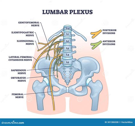 Lumbar Plexus As Anatomical Web Of Lumbosacral Nerves Outline Diagram Vector Illustration