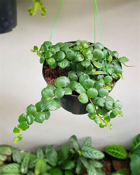 На данном изображении может находиться фрукт и еда Plants Garden