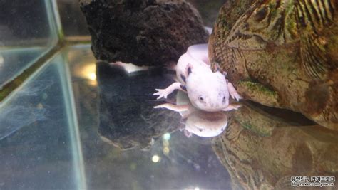 우파루파 키우기 아홀로틀 도롱뇽 키우기 먹이 수명 특징 Ft 멕시코 도룡용 네이버 블로그