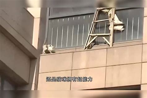 喵星人跳楼“越高就越安全”？它们可不会超能力，更没有九条命！