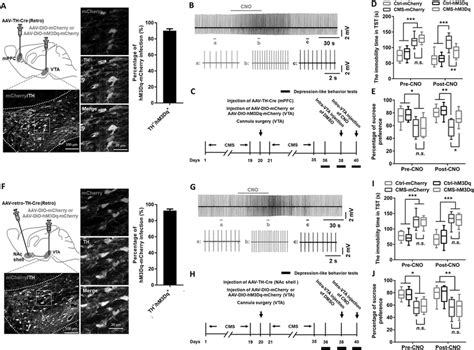 Chemogenetic Activation Of Vta Mpfc But Not Vta Nac Da Neurons