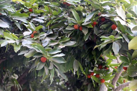 Terminalia Tomentosa Biodiversity At Lums