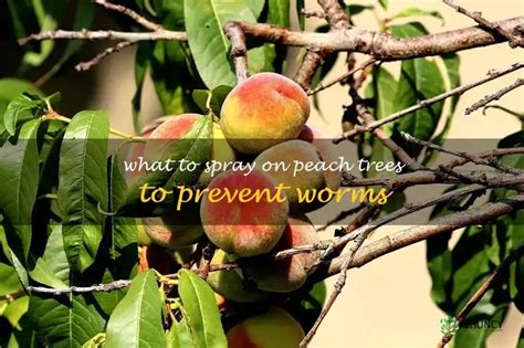 What To Spray On Peach Trees To Prevent Worms ShunCy