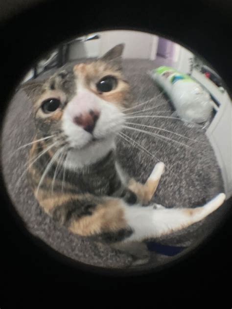 Cute Cat Profile Picture
