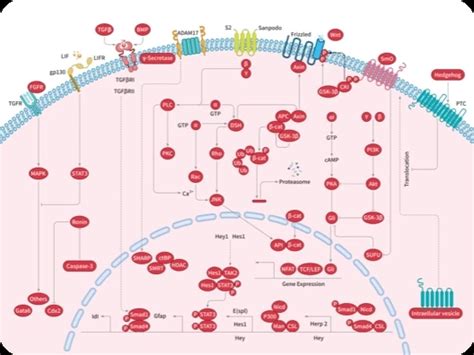 Bimagrumab Targetmol