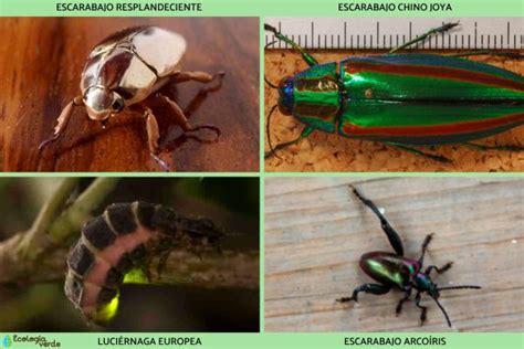 Insecto Parecido A La Cucaracha Que Vuela Foto
