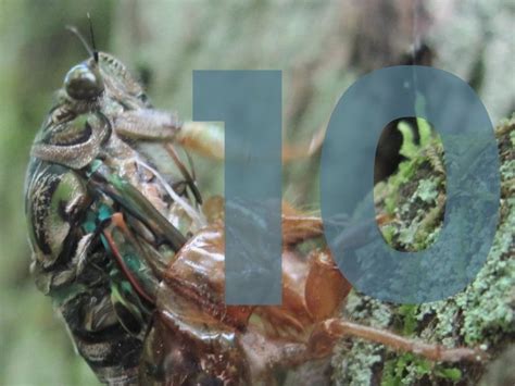 10 Most Read Articles Of All Time Predator Free Nz Trust