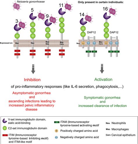 Gonococcus Structure Disease That Causes Neisseria Image Scanning