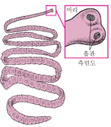 촌충 감염 감염 Msd 매뉴얼 일반인용