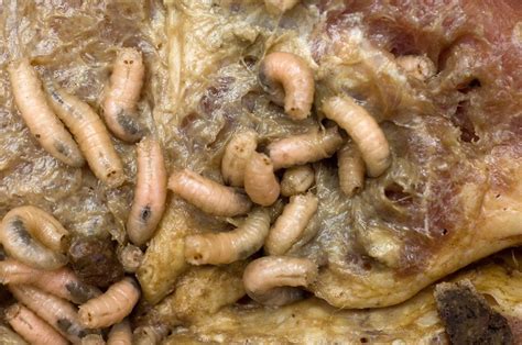 Maggots Eating Human Flesh