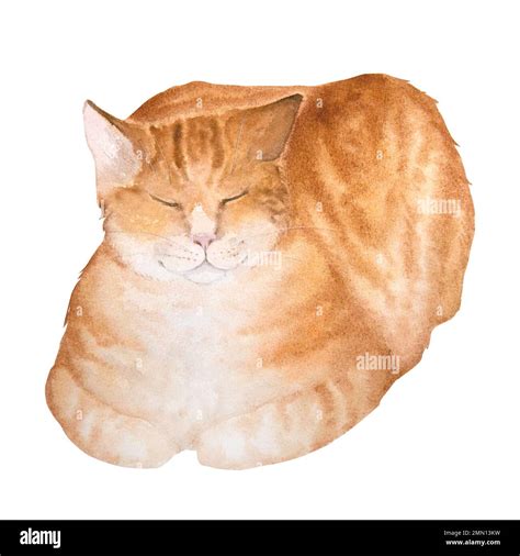 Watercolor Illustration Of Cute Sleeping Red Tabby Cat Isolated On