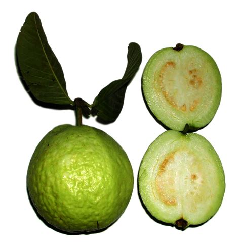 Guava The Tropical Superfruit