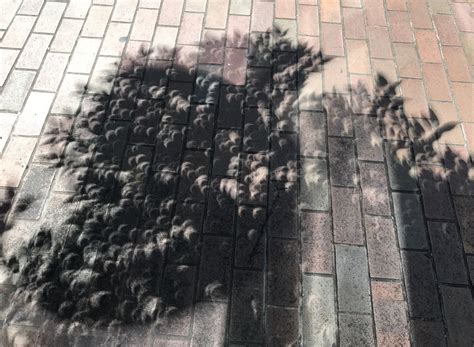 Pinhole Tree Solar Eclipse Smithsonian Photo Contest Smithsonian