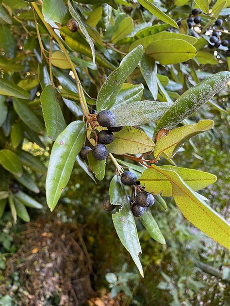 Selectree A Tree Selection Guide