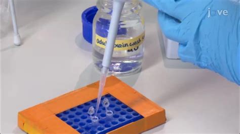 Video Immunofluorescence Staining Of Drosophila Brains For The Single Cell Imaging Of Glial