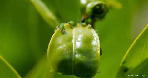 How To Get Rid Of Aphids On My Lemon Tree