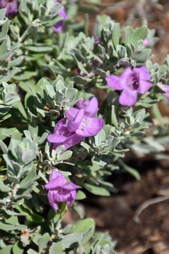 Cenizo Or Texas Sage Plant A Rain Predicting Texas Hardy Shrub