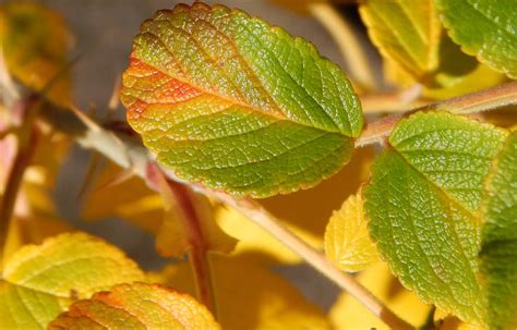 Rose Leaves Turning Yellow Plant Addicts
