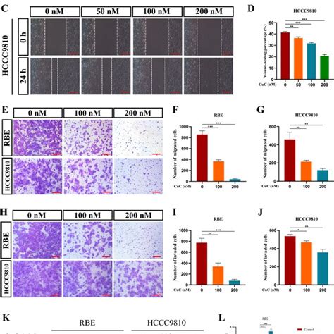 Cuc Inhibited The Migration And Invasion Of Human Cca Cells Ad The