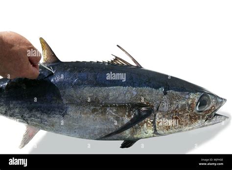Mediterranean Tuna Albacore Fish Mark And Release To Conservation Stock