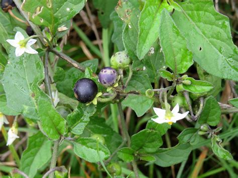 Photo Black Nightshade Solanum Nigrum