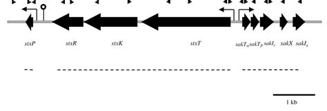 Figure 1 From Transcriptional Analysis Of Bacteriocin Production By Malt Isolate Lactobacillus