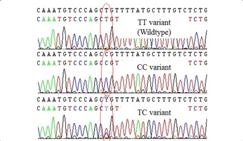 The Result Of Sanger Sequencing Showing A Different Type Of Esr1 Pvuii