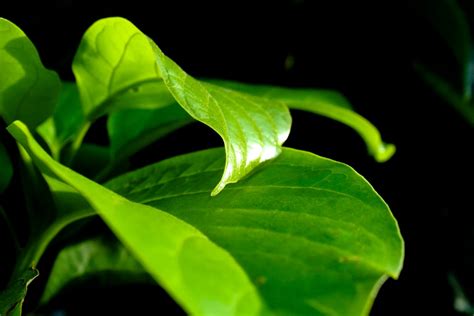 무료 이미지 자연 잔디 햇빛 잎 녹색 식물학 플로라 관목 아룸 매크로 사진 꽃 피는 식물 식물 줄기 육상 식물 3456x2304 107990