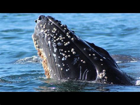 How Do Barnacles Affect Ships